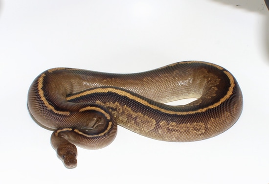 Black Pastel Cinder Ball Python by Designer Ball Pythons