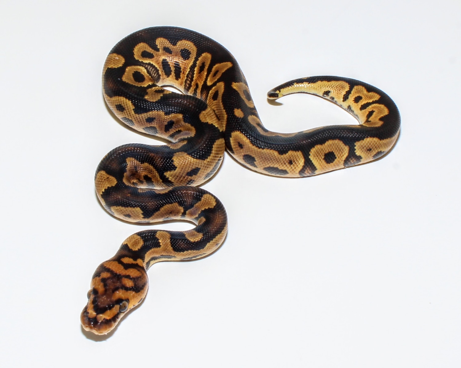 Clown Ball Python by Designer Ball Pythons - MorphMarket