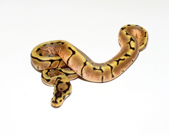 Spider Double Het Puzzle Clown 50% Het Hypo Female Ball Python by ...