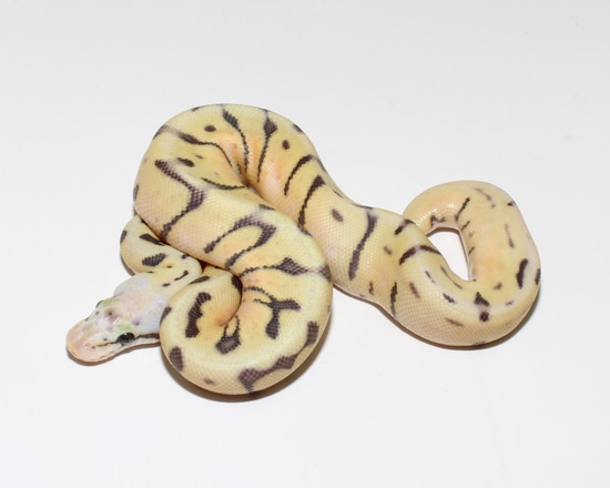 Killerbee Double Het Puzzle Clown 50% Het Hypo Ball Python by Designer ...