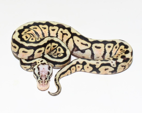 Firefly AHI Spotnose 100% Het Clown Ball Python by Designer Ball Pythons