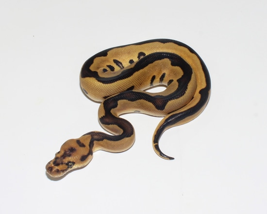 Enchi Leopard Clown Ball Python by Designer Ball Pythons