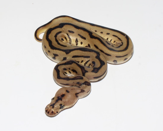 HGW Leopard Enchi Phantom Clown Ball Python by Designer Ball Pythons