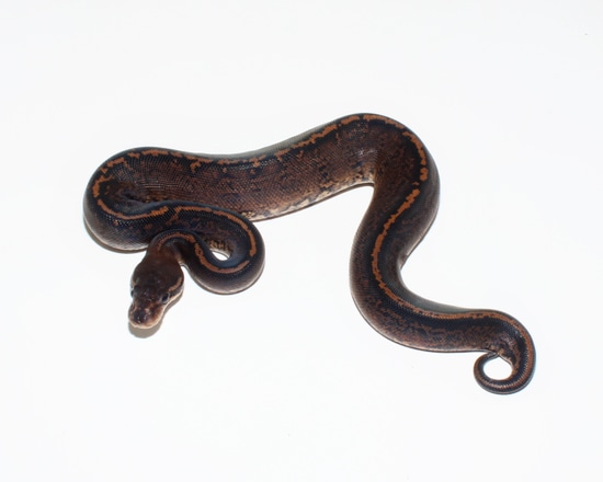 Super Smoke Cinnamon Yellowbelly Ball Python by Designer Ball Pythons