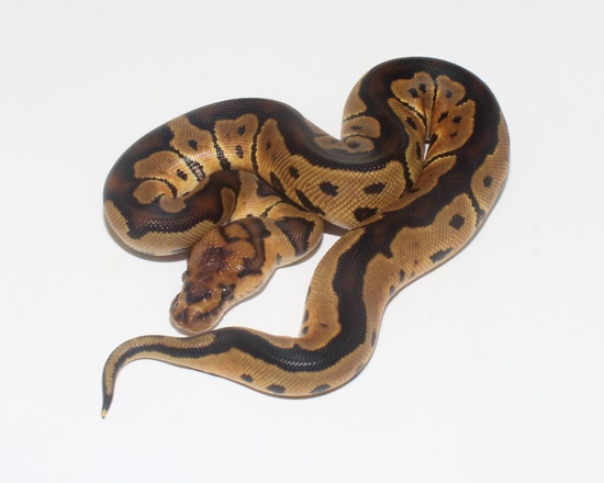 Red Gene Clown Ball Python by Designer Ball Pythons