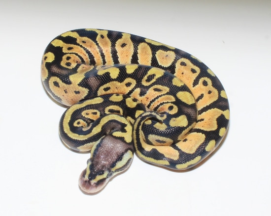 Pastel Het Clown Ball Python by Designer Ball Pythons