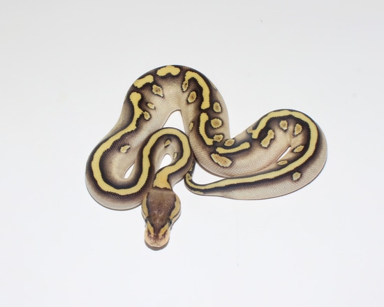 Cinnamon Lesser Hurricane Wookie Het Clown Ball Python by Designer Ball ...