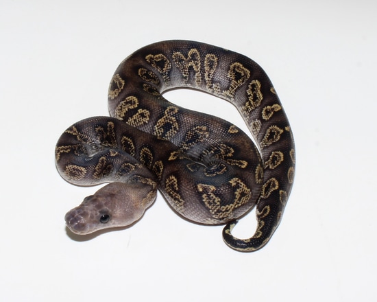 Super GHI Clown Ball Python by Designer Ball Pythons