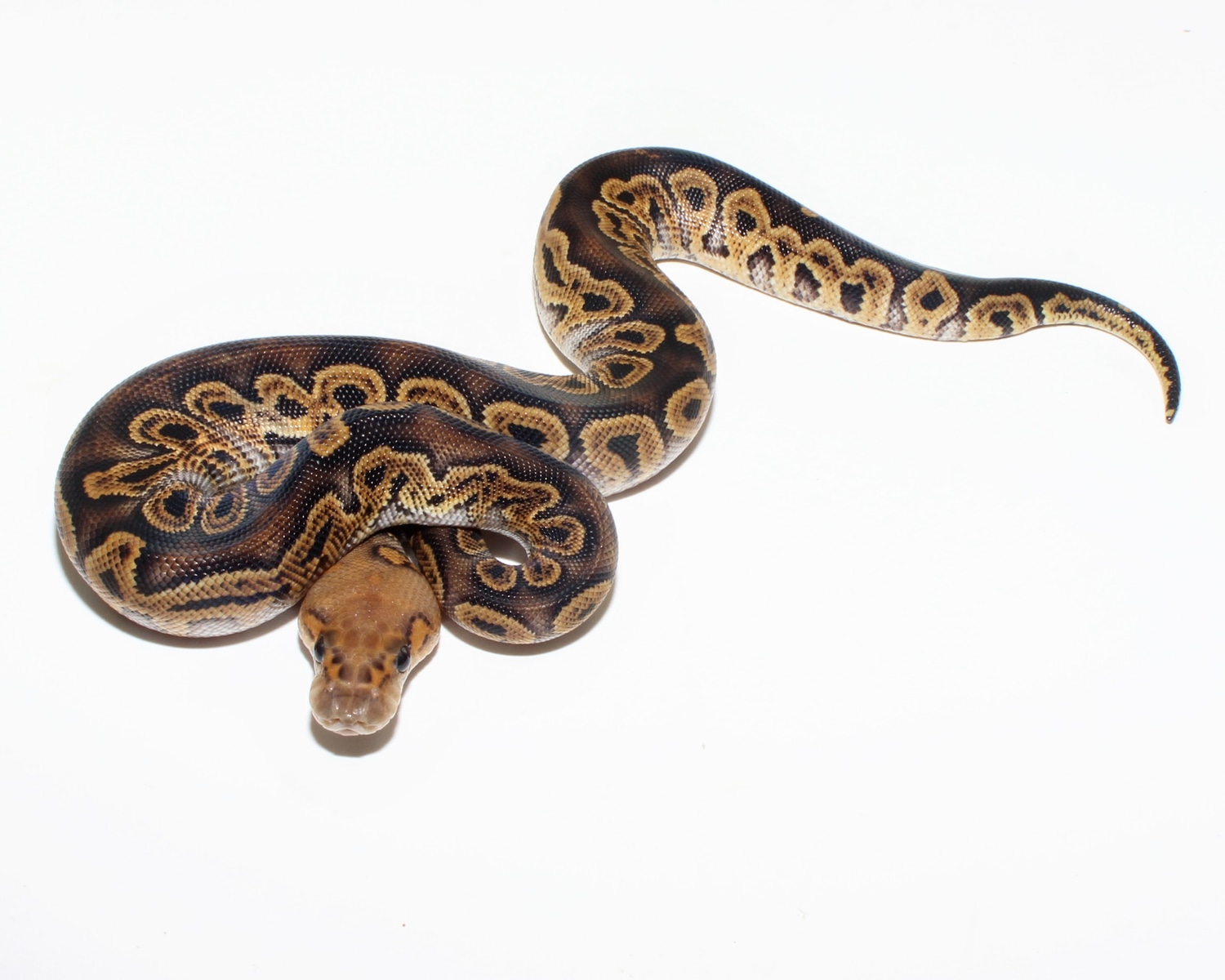 GHI Clown Ball Python by Designer Ball Pythons - MorphMarket