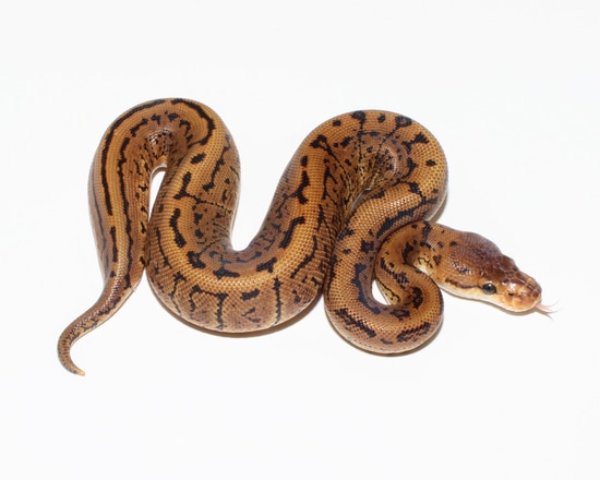 Confusion Crypton Pinstripe Ball Python by Designer Ball Pythons