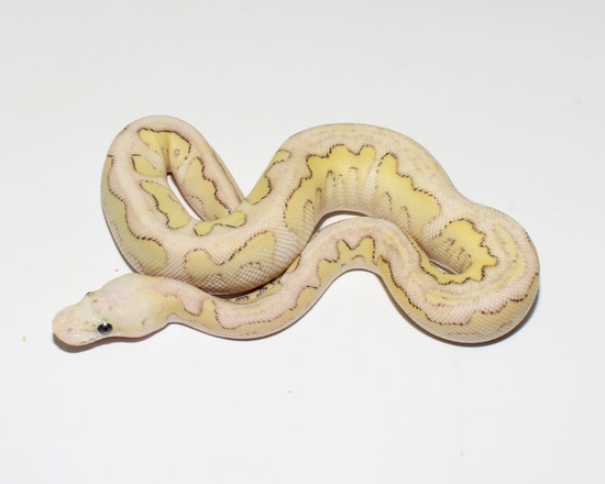 Fire Pastel Lesser Clown Ball Python by Designer Ball Pythons