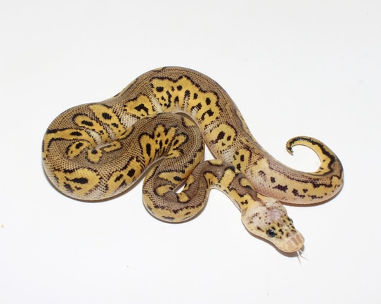 Pastel Confusion Clown Ball Python by Designer Ball Pythons