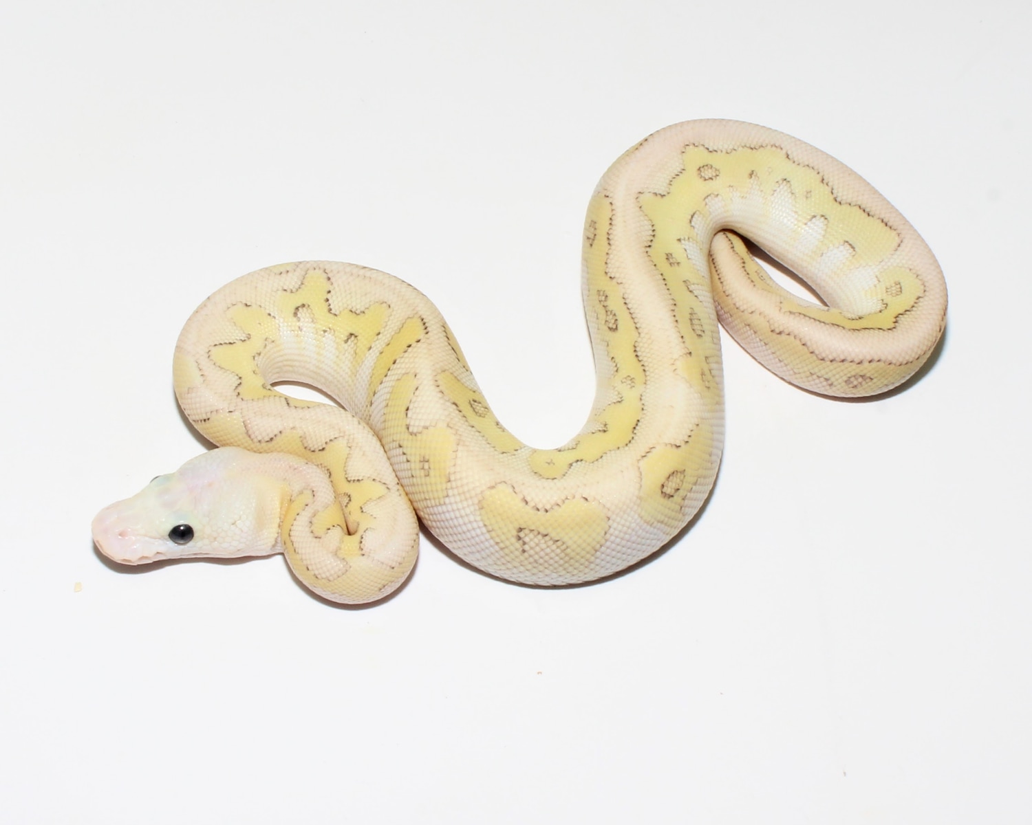 Superfly Lesser Clown Ball Python by Designer Ball Pythons - MorphMarket