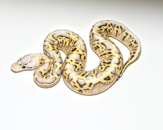 Superfly Crypton Ball Python by Designer Ball Pythons