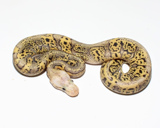 Super Pastel Confusion Crypton Ball Python by Designer Ball Pythons