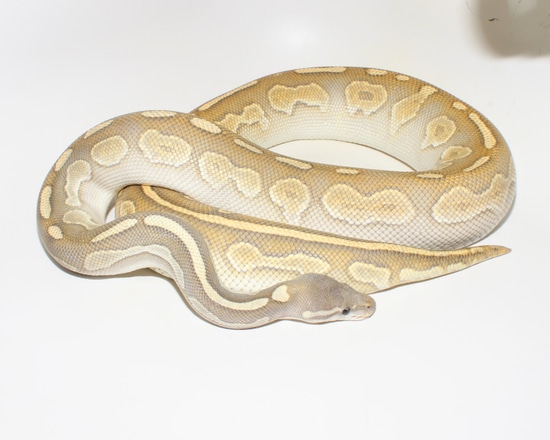 Hypo Cinnamon Lesser Ball Python by Designer Ball Pythons