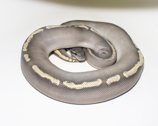 Hypo GHI Mojave Paradox Ball Python by Designer Ball Pythons