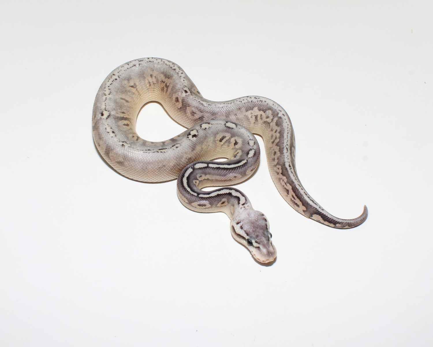 Super Pastel Cinnamon Sapphire Possible Super Sapphire Ball Python by ...