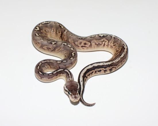 Pewter Sapphire Possible Super Sapphire Ball Python by Designer Ball ...