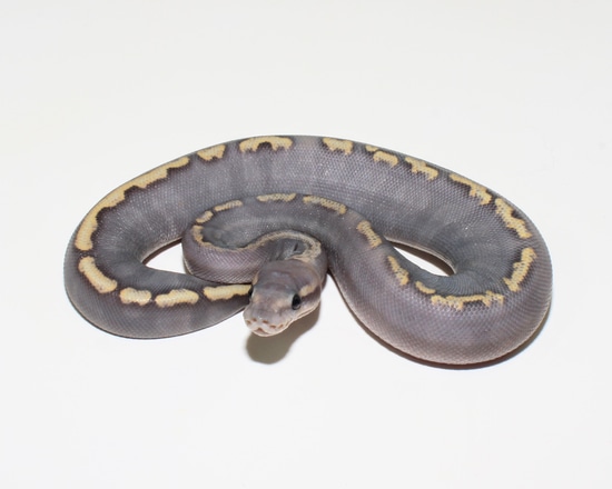 Hypo Super GHI Mojave Ball Python by Designer Ball Pythons