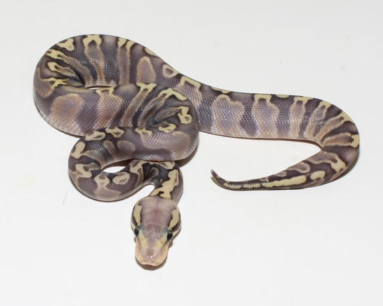 Hypo Super GHI Pastel Ball Python by Designer Ball Pythons