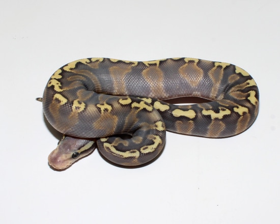 Super GHI Hypo Pastel Ball Python by Designer Ball Pythons