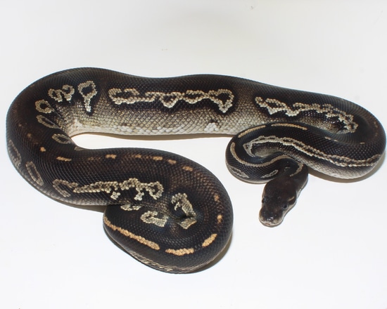 Super Black Head Hypo Ball Python by Designer Ball Pythons