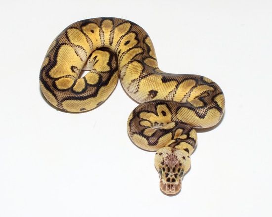 Pastel Clown Ball Python by Designer Ball Pythons