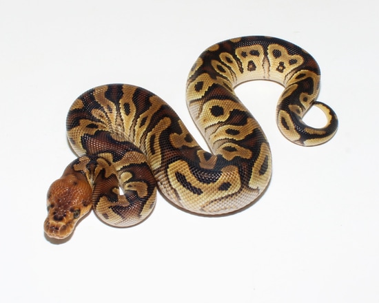 Cypress Clown Ball Python by Designer Ball Pythons
