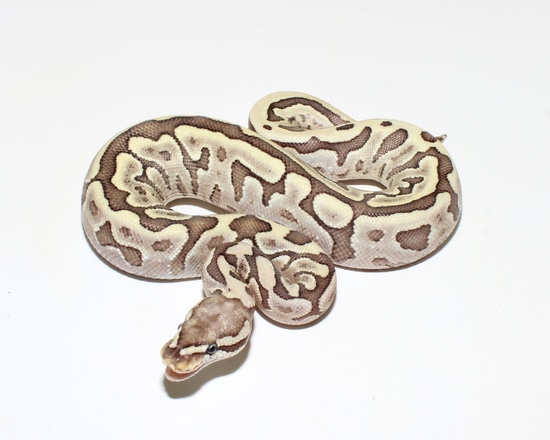 Pastel Bamboo Leopard Het Desert Ghost Ball Python by Designer Ball Pythons