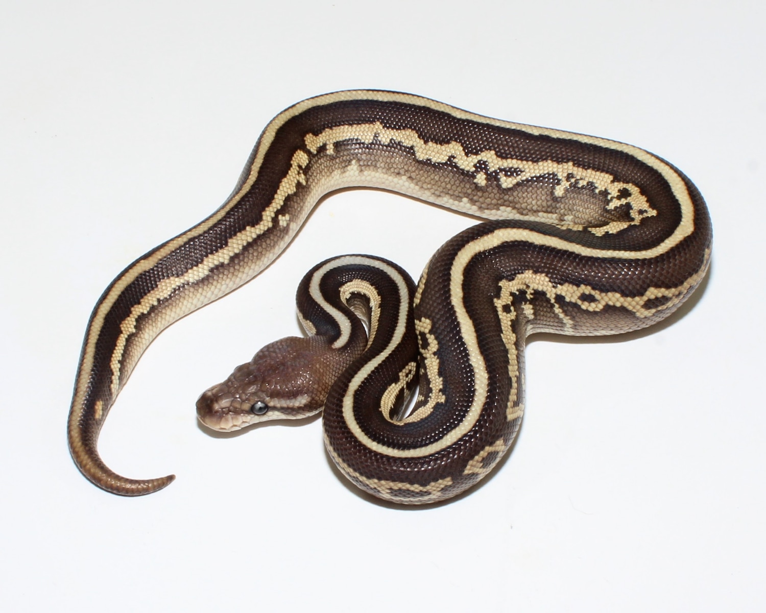 Black Pewter Leopard Het Desert Ghost Ball Python by Designer Ball ...