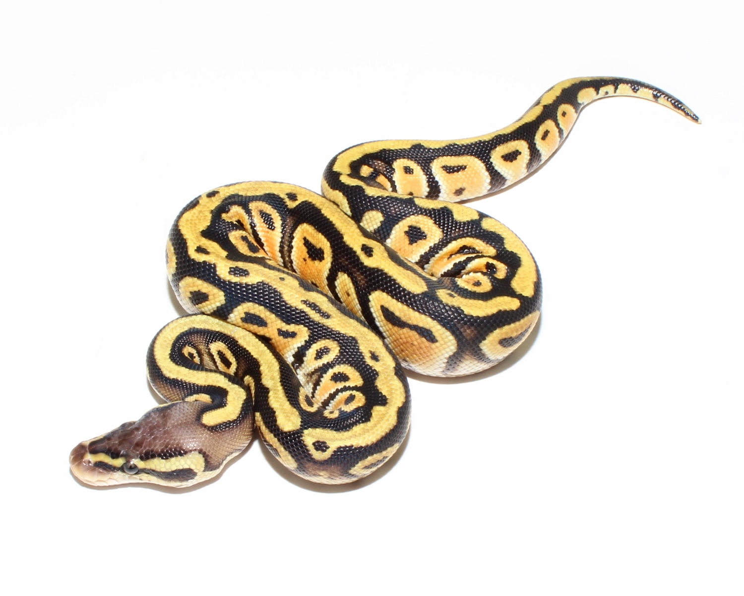 Pastel Cypress Het Clown Or Het Cryptic Ball Python by Designer Ball ...