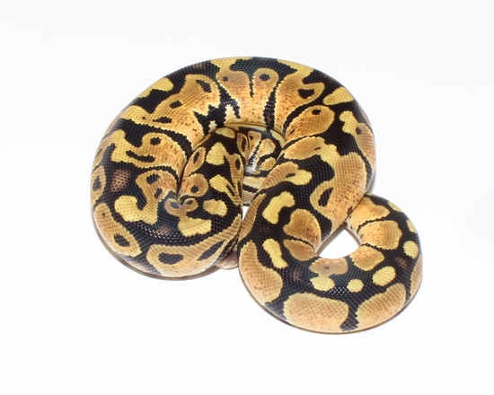 Pastel Het Hypo Ball Python by Designer Ball Pythons