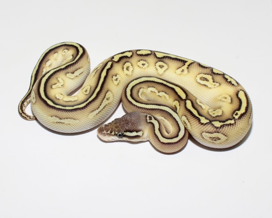 Pastel Lesser Bongo Het Hypo Ball Python by Designer Ball Pythons