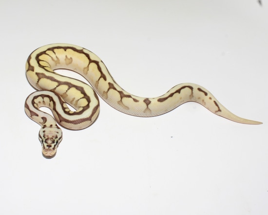 Pastel Lesser Spider 100% Het Puzzle 50% Het Hypo Ball Python by ...