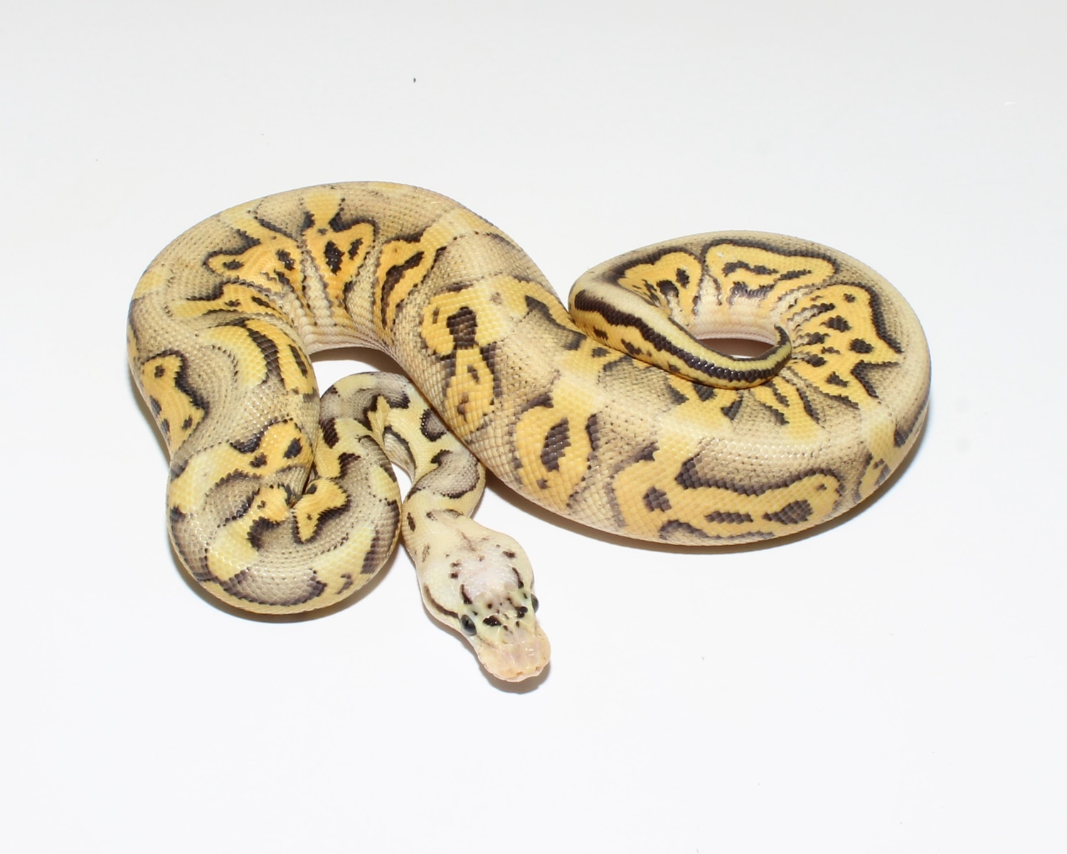 Super Pastel Crypton Ball Python by Designer Ball Pythons - MorphMarket