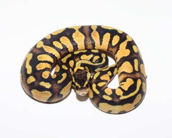 Pastel Enchi Stranger Het Clown Ball Python by Designer Ball Pythons