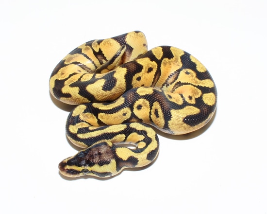 Pastel Enchi Het Clown Ball Python by Designer Ball Pythons