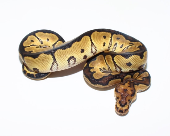 Clown Ball Python by Designer Ball Pythons