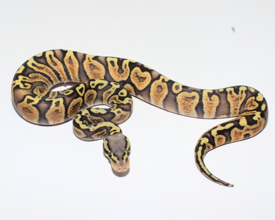 Hypo Pastel GHI Ball Python by Designer Ball Pythons