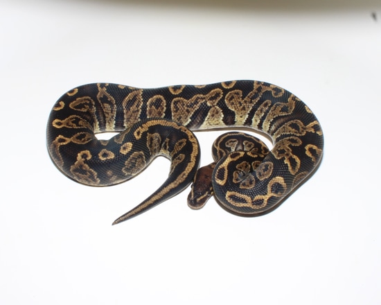 GHI Smoke Het Hypo Ball Python by Designer Ball Pythons
