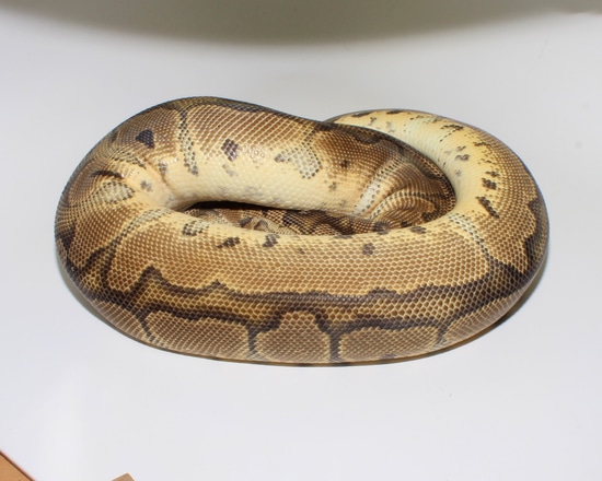 Pastel Clown Ball Python by Designer Ball Pythons