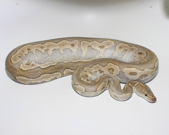 Mojave Clown Ball Python by Designer Ball Pythons