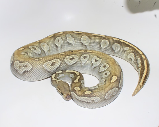 Hypo Black Head Mojave Ball Python by Designer Ball Pythons