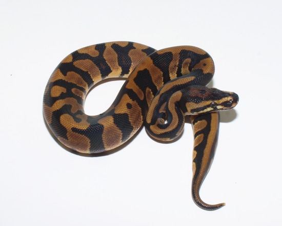 Confusion Ball Python by Designer Ball Pythons
