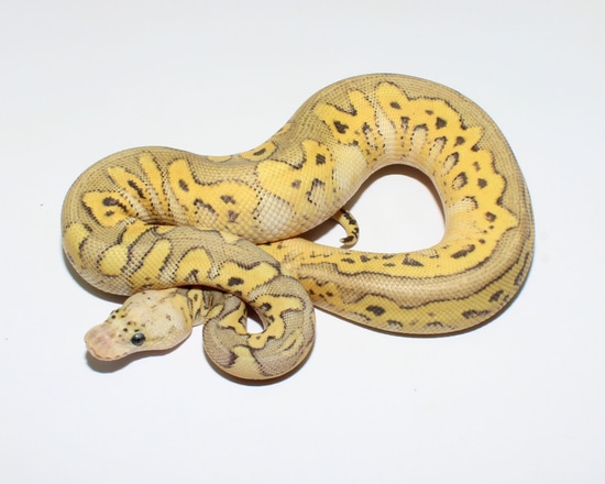 Firefly Clown Ball Python by Designer Ball Pythons