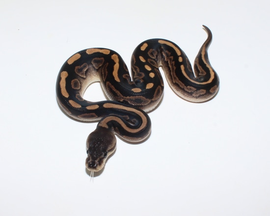 Cinnamon Wookie Het Hypo Ball Python by Designer Ball Pythons
