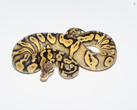 Wookie Pastel Het Clown Ball Python by Designer Ball Pythons