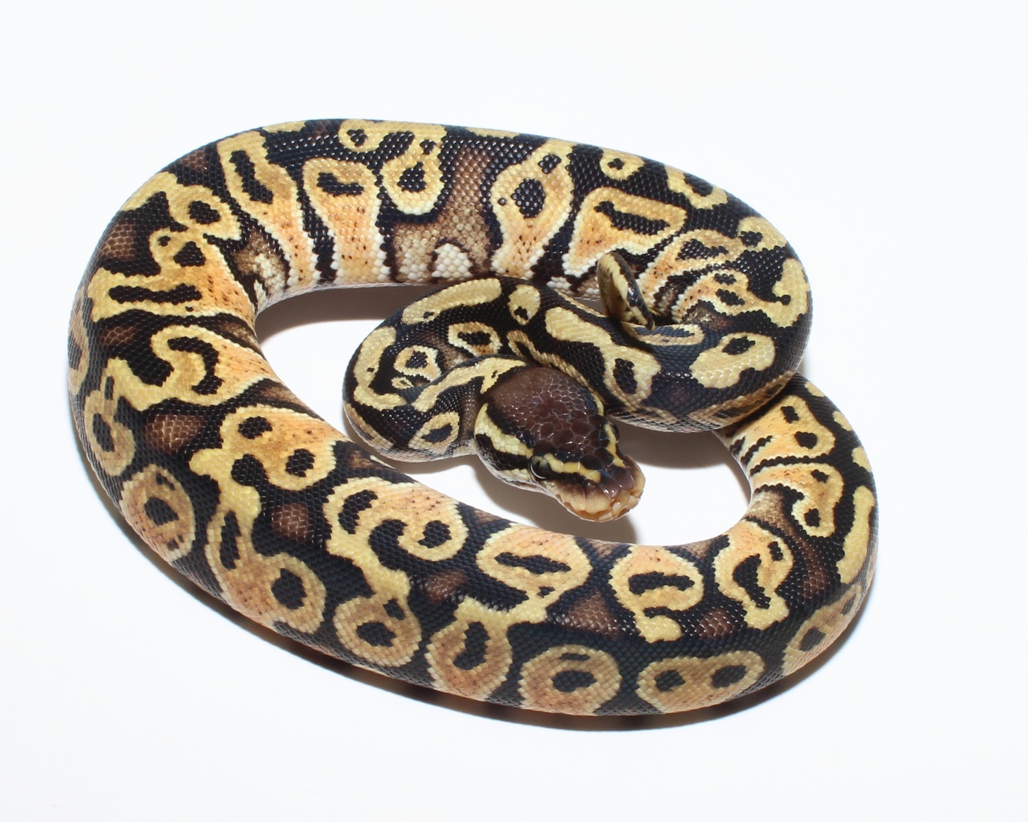 Pastel Hurricane Het Hypo Ball Python by Designer Ball Pythons ...