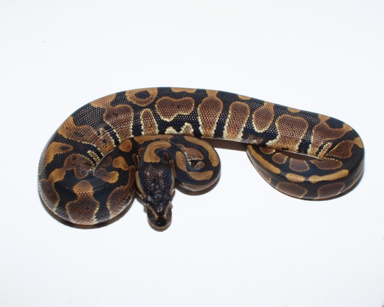 Smoke Ball Python by Designer Ball Pythons